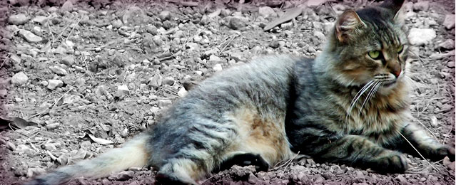 Crafty Cat - the complete resource for cat behaviour and understanding ...