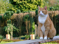 Crafty Cat - the complete resource for cat behaviour and understanding ...